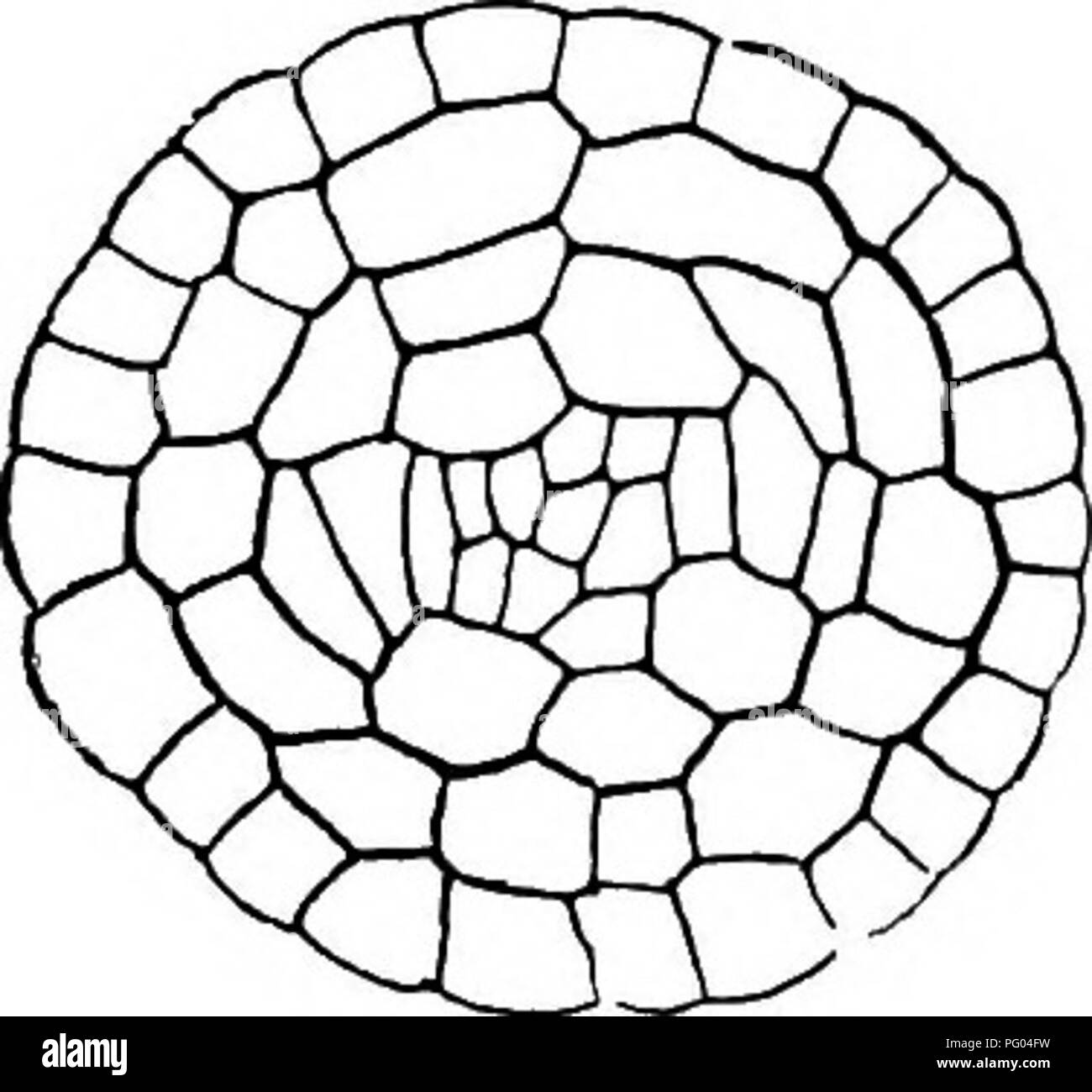 This image examines the development and structure of mosses and ferns ...