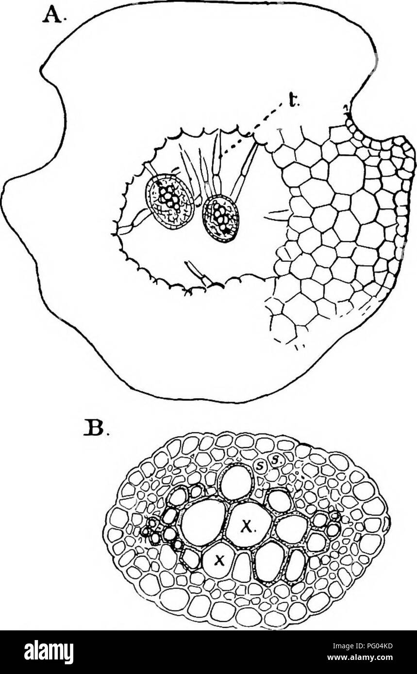 Microsporangia hi-res stock photography and images - Alamy