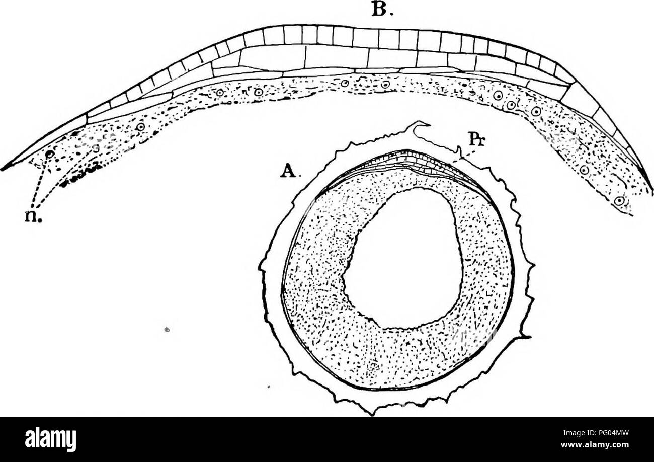 Spore formation Cut Out Stock Images & Pictures - Alamy