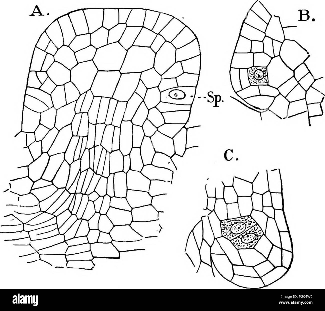 Spore Formation In Moss
