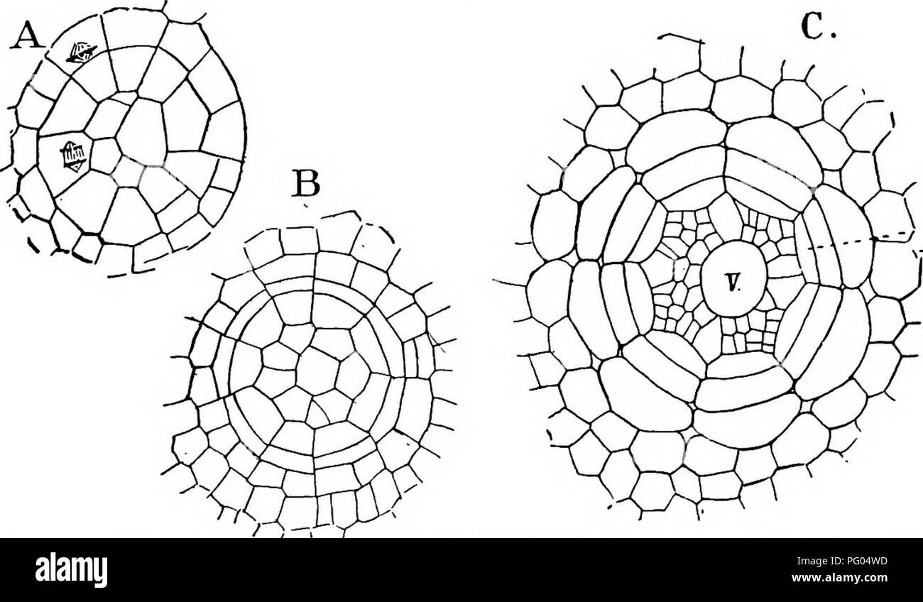 . The structure and development of mosses and ferns (Archegoniatae ...