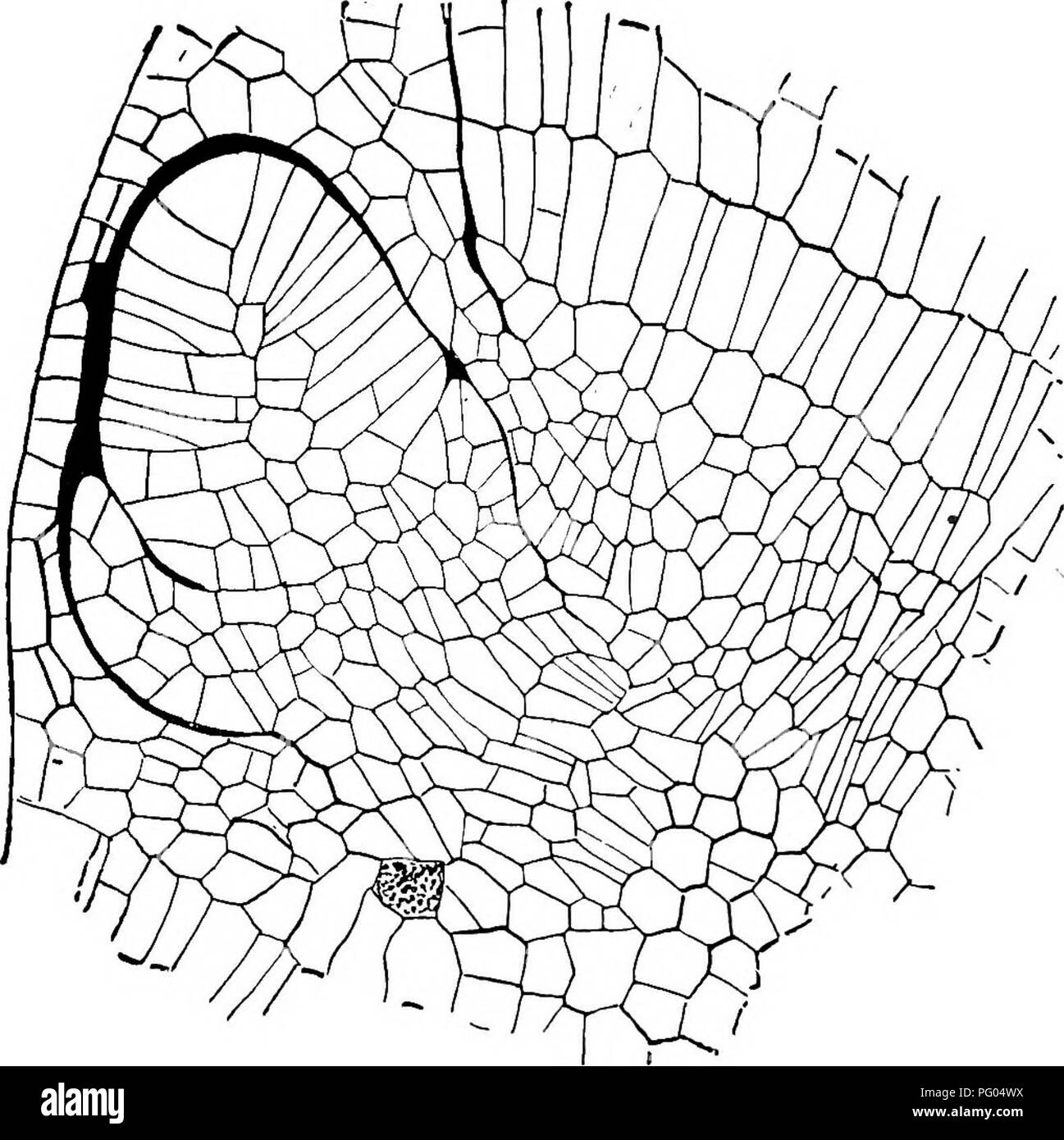. The structure and development of mosses and ferns (Archegoniatae ...