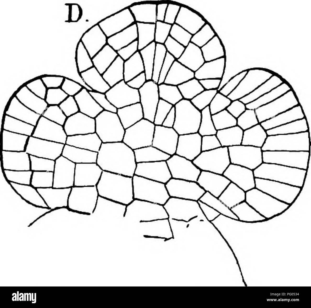 This figure from 'The Structure and Development of Mosses and Ferns ...