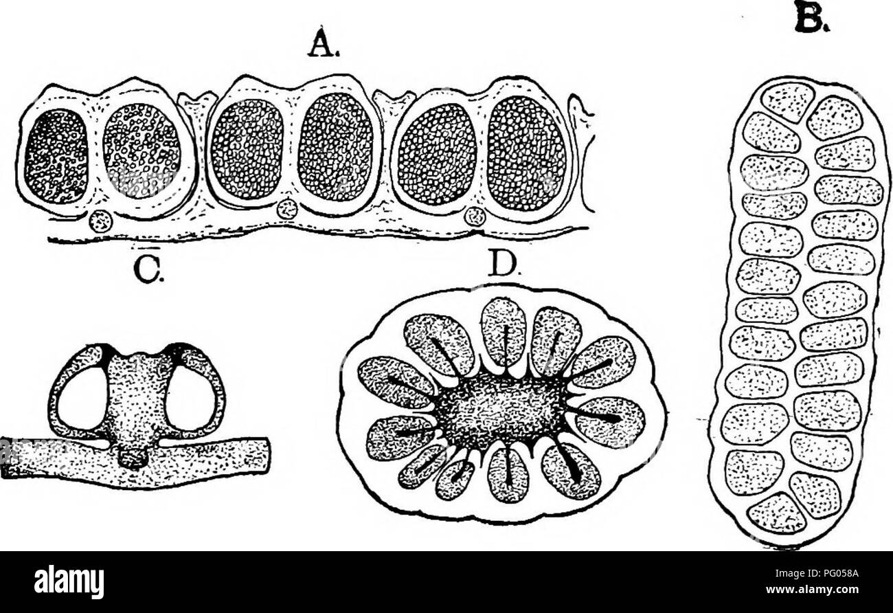 . The structure and development of mosses and ferns (Archegoniatae ...