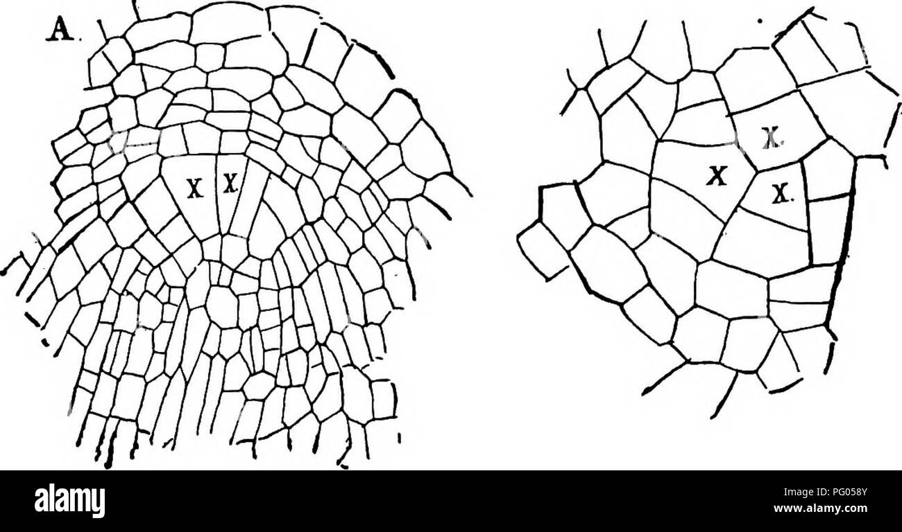 This work discusses the structure and development of mosses and ferns ...