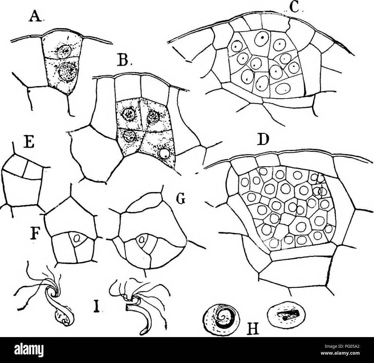 Marattiales hi-res stock photography and images - Alamy