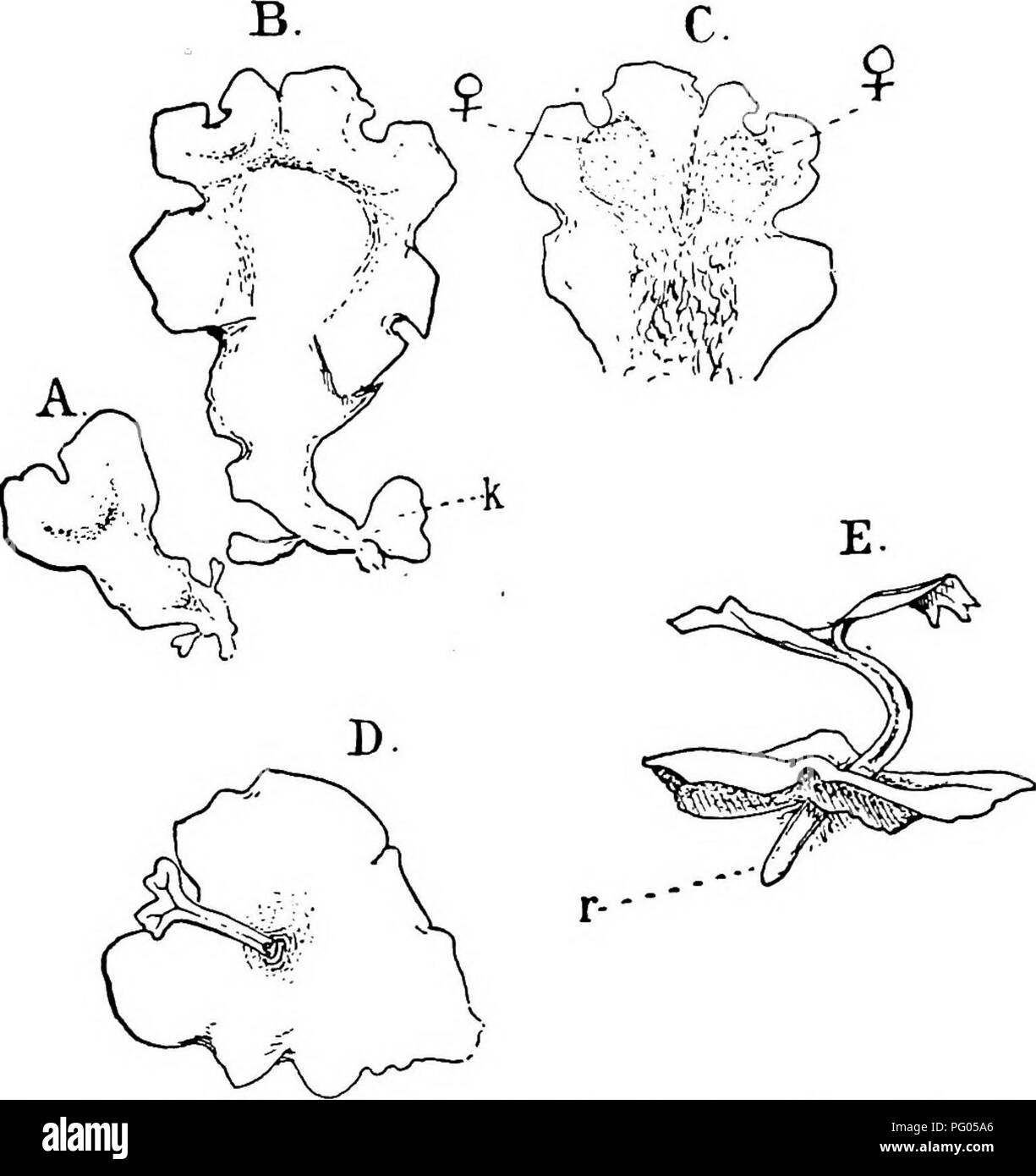 This text explores the structure and development of mosses and ferns ...