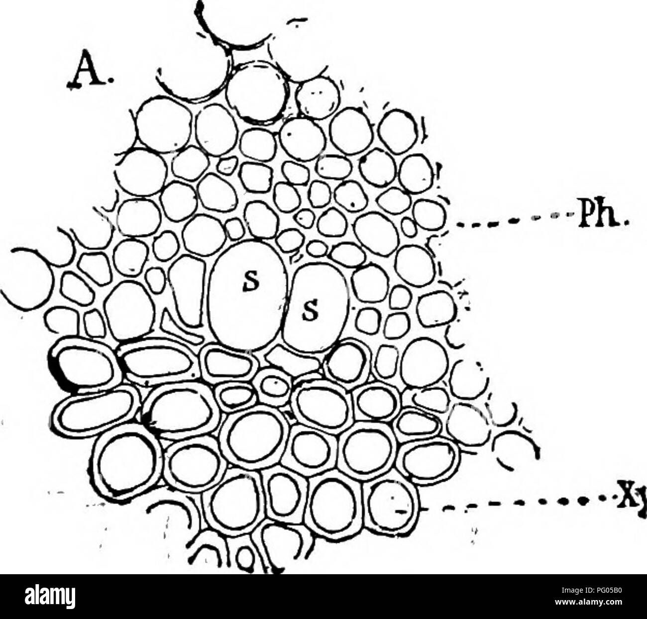 Phloem sieve plates Black and White Stock Photos & Images - Alamy