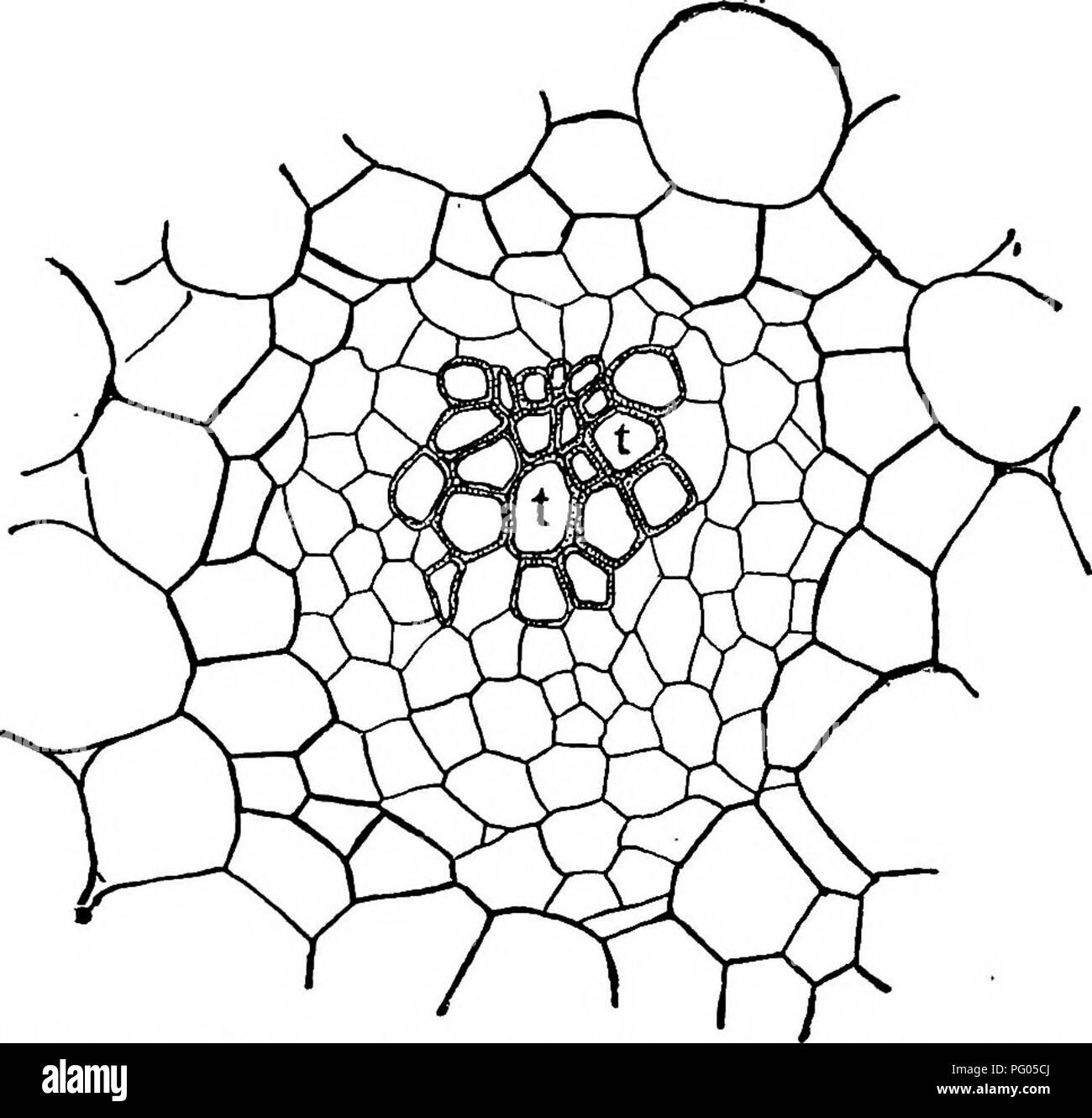 Ground tissue cells hi-res stock photography and images - Alamy