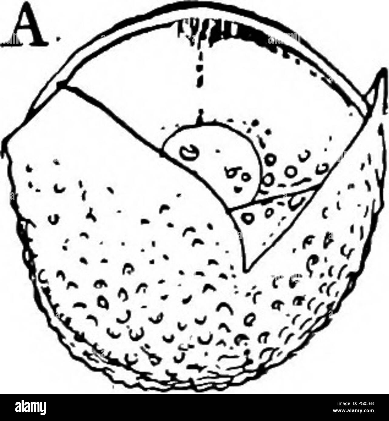 Description of reproductive structures and development in mosses and ...