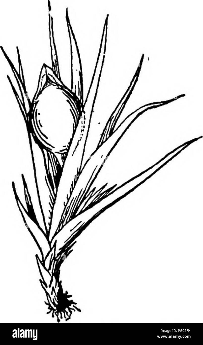 Sporophyte capsule Black and White Stock Photos & Images - Alamy