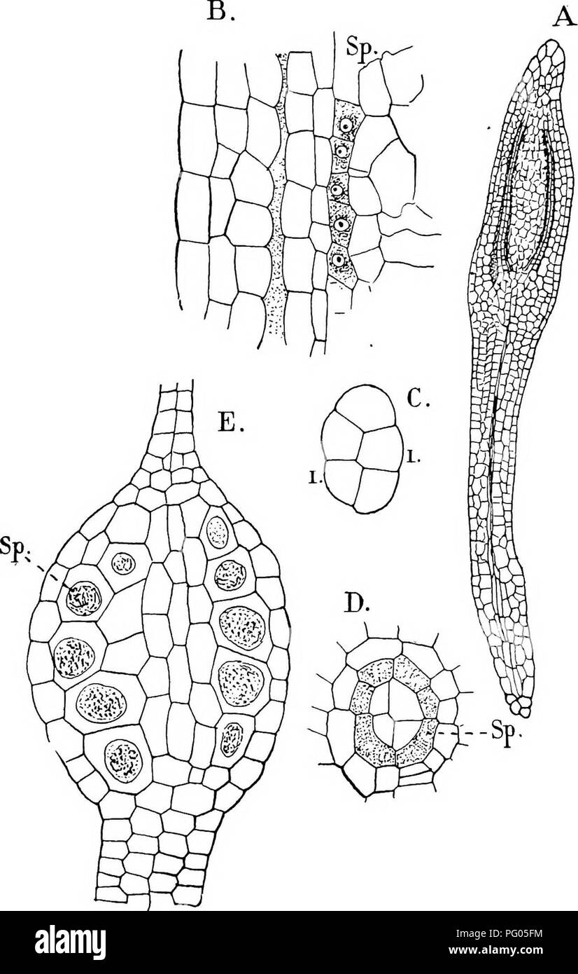 . The structure and development of mosses and ferns (Archegoniatae ...