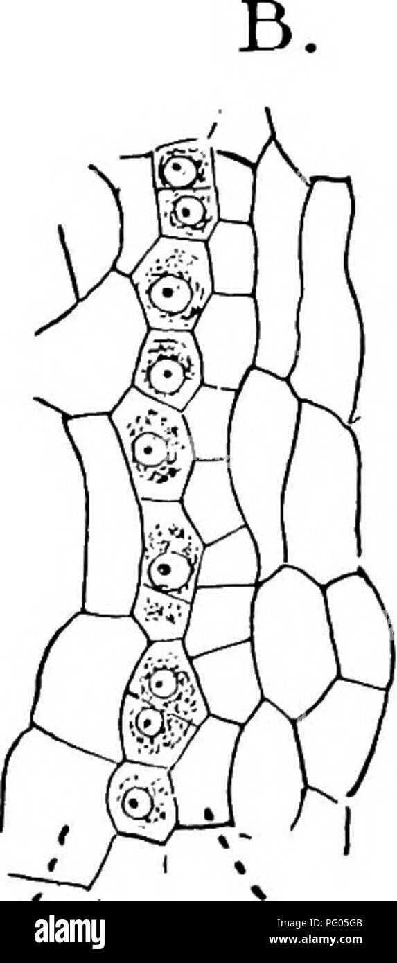 This work discusses the structure and development of mosses and ferns ...