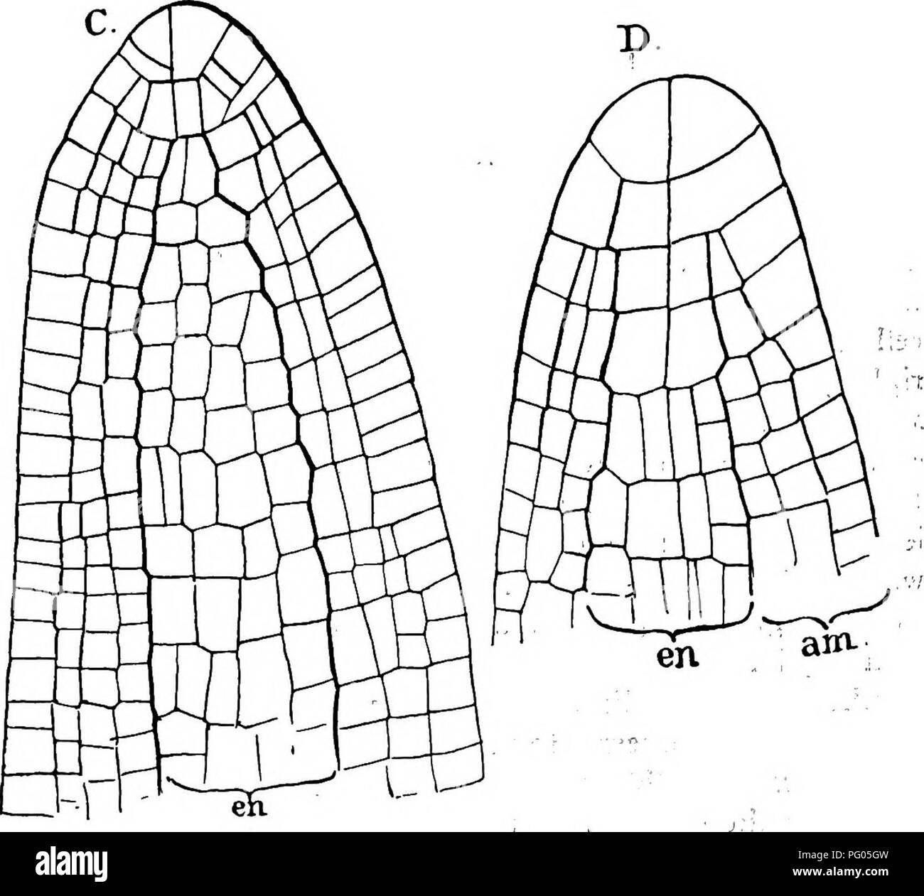 This image from *The Structure and Development of Mosses and Ferns ...