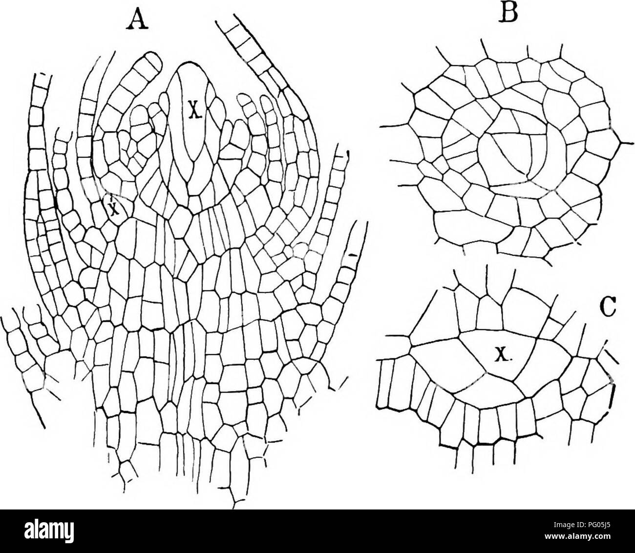 Longitudinal axis Cut Out Stock Images & Pictures - Alamy