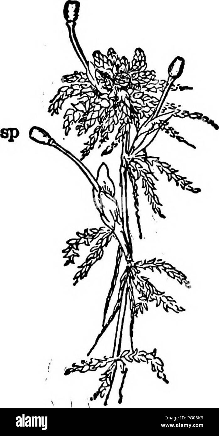 This work explores the morphology and development of mosses and ferns ...