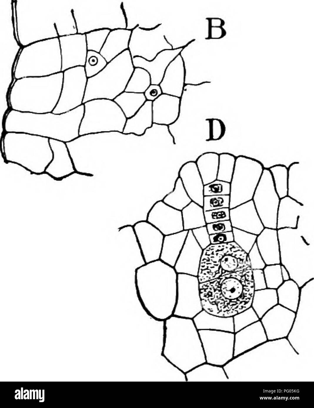 This detailed study of mosses and ferns explores the development of ...