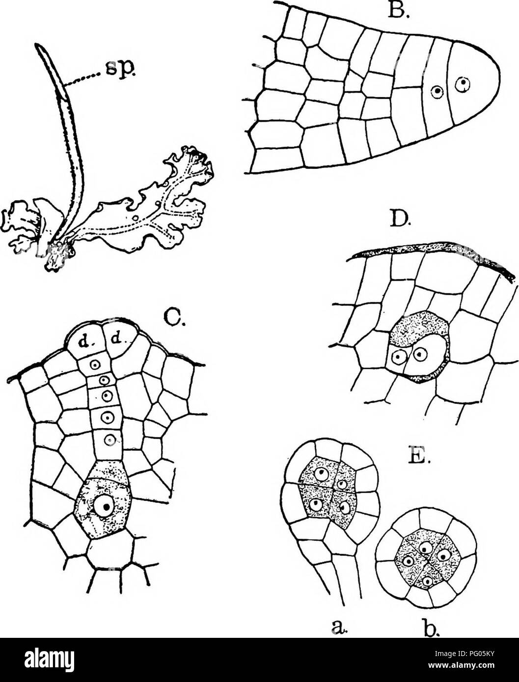 . The structure and development of mosses and ferns (Archegoniatae ...