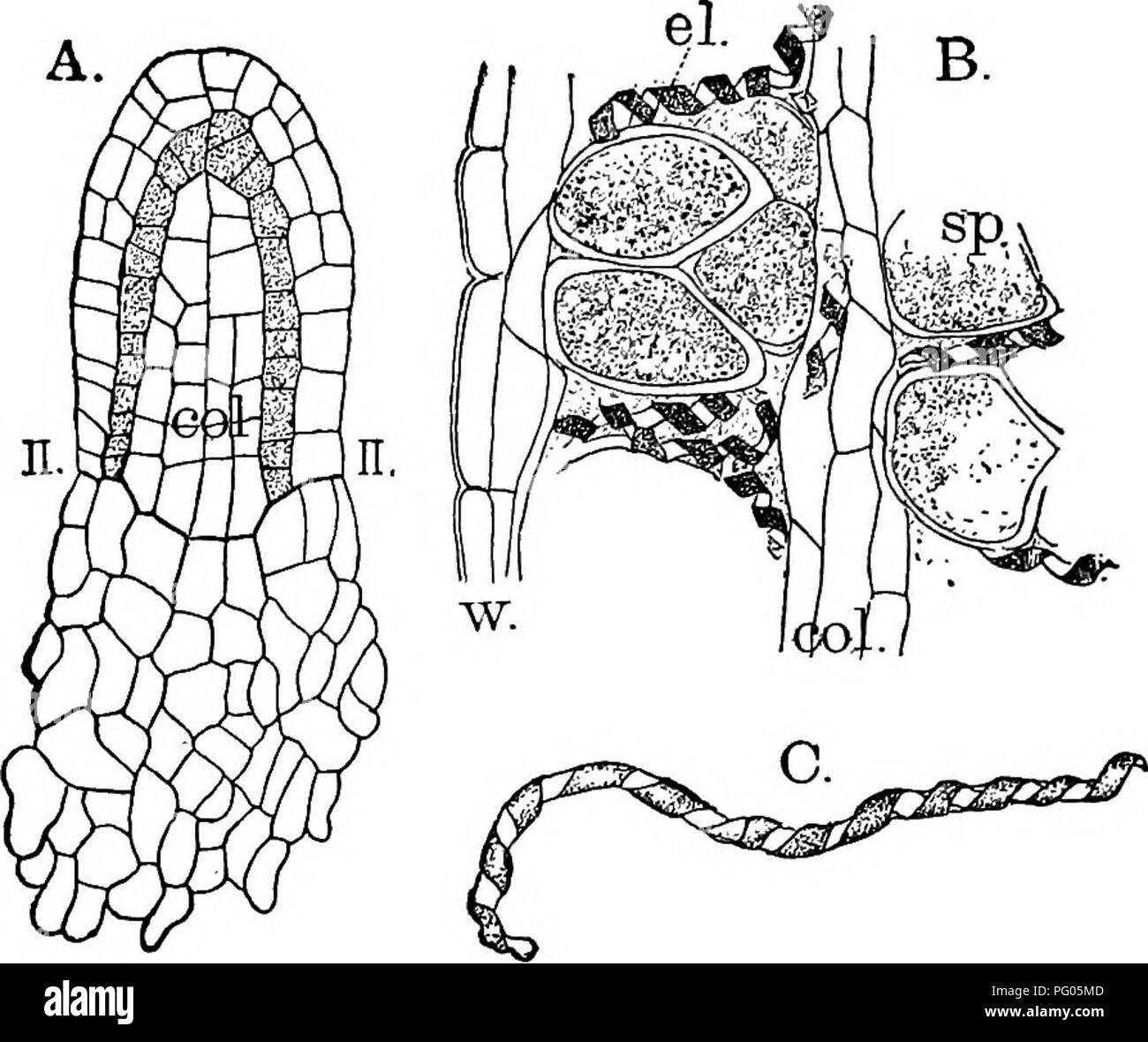 Notothylas hi-res stock photography and images - Alamy