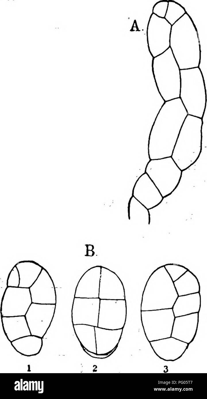 This study investigates the structure and development of mosses and ...
