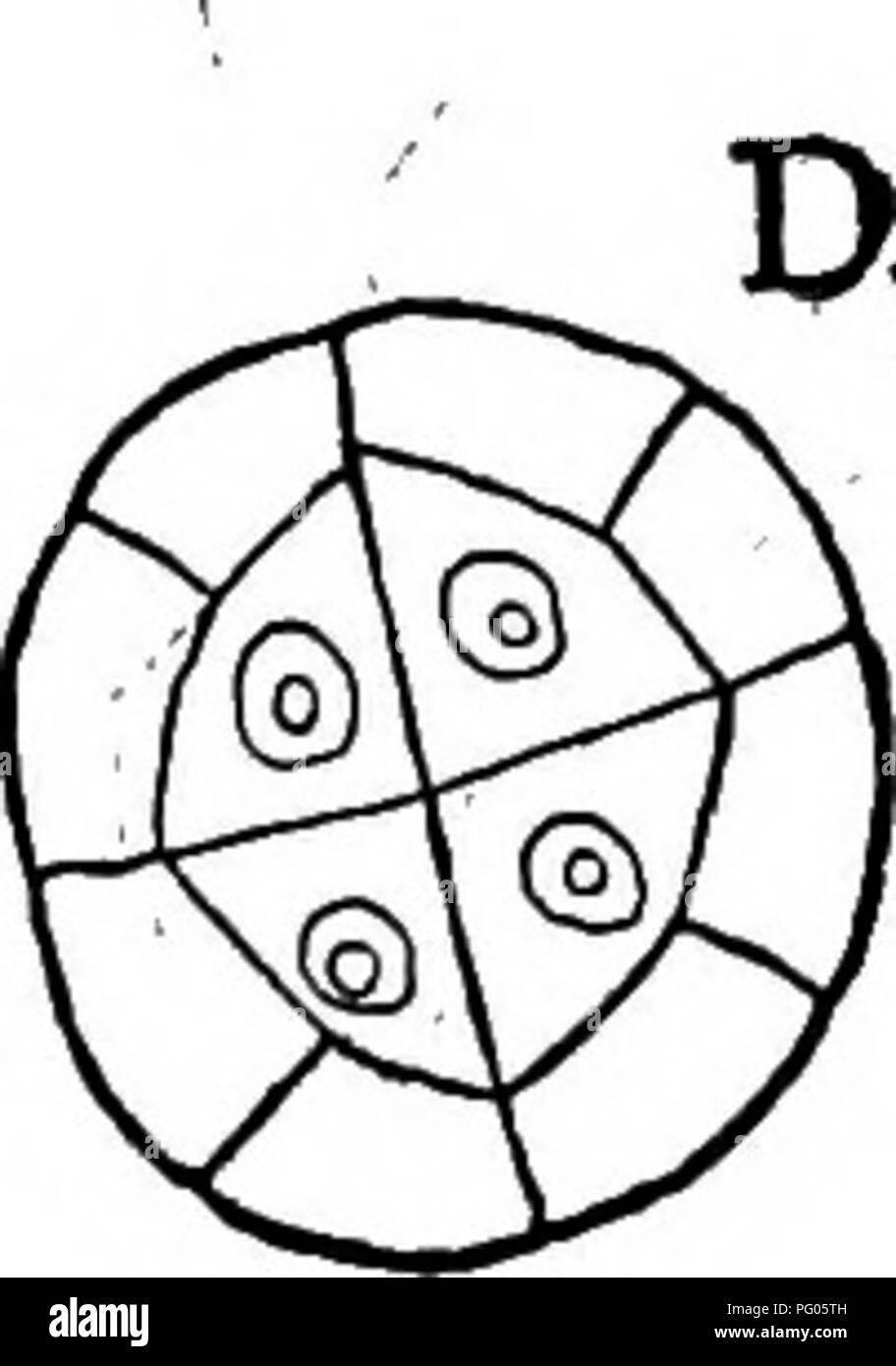 Longitudinal division hi-res stock photography and images - Alamy