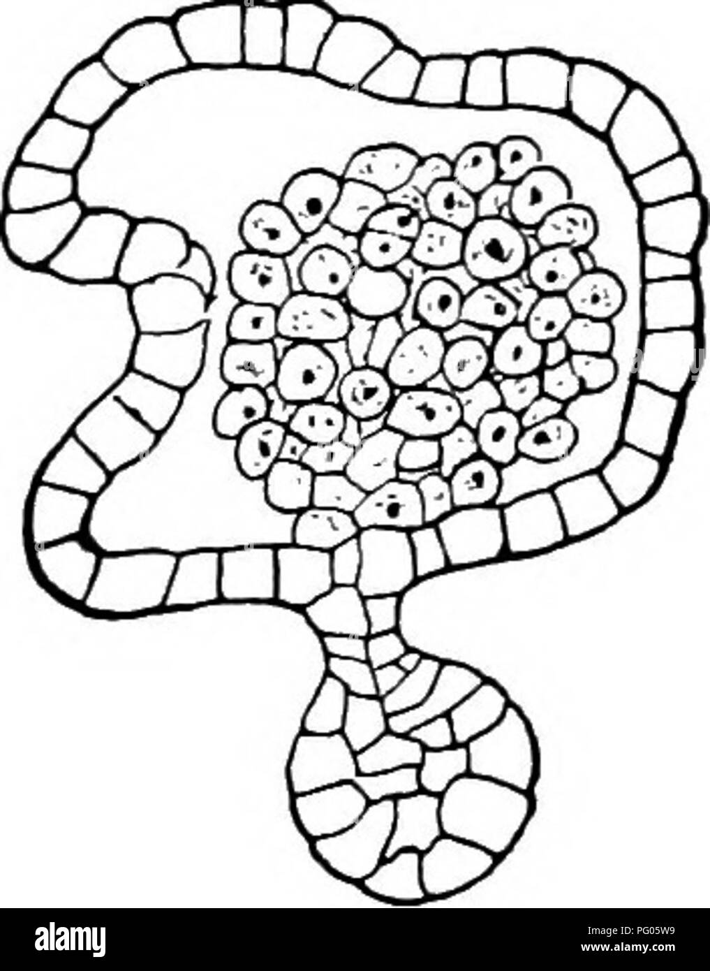 . The structure and development of mosses and ferns (Archegoniatae ...