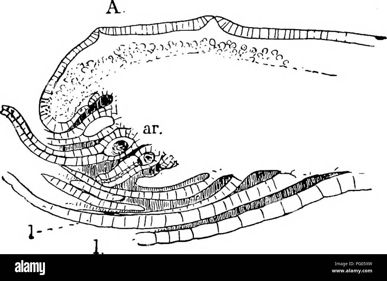 This work examines the structure and development of mosses and ferns ...