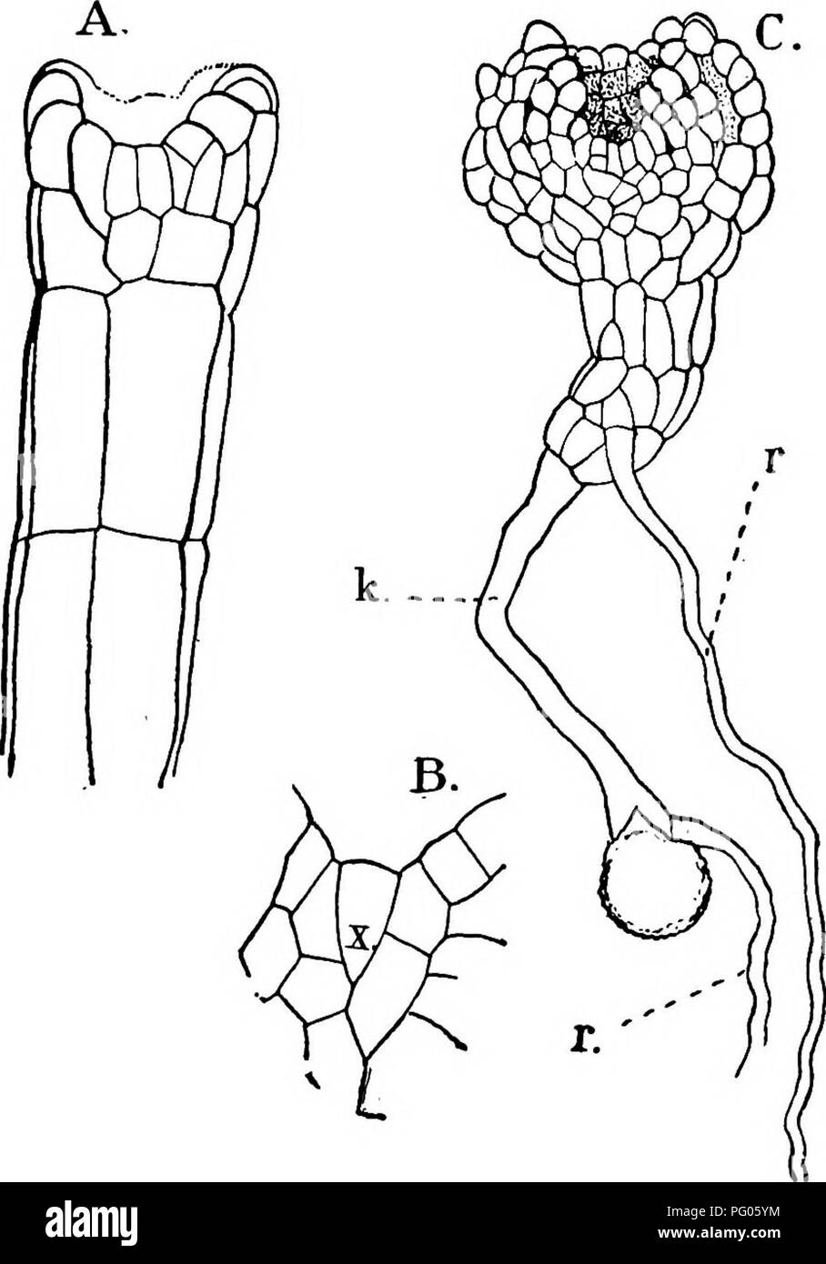 This text describes the early developmental stages of mosses and ferns ...