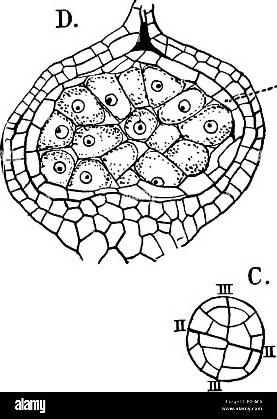 This work provides detailed insights into the morphology and ...