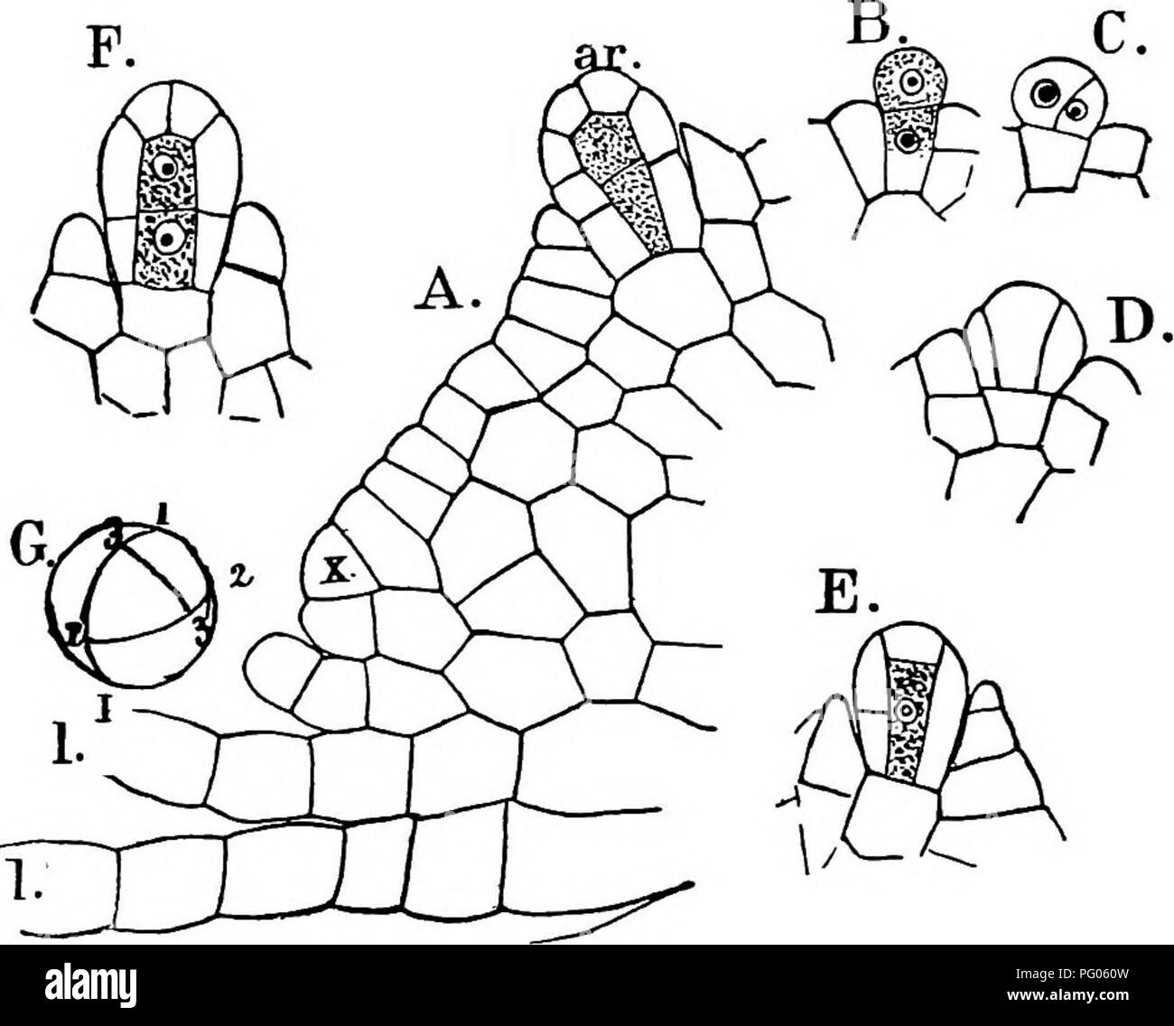 This work outlines the structure and developmental processes of mosses ...