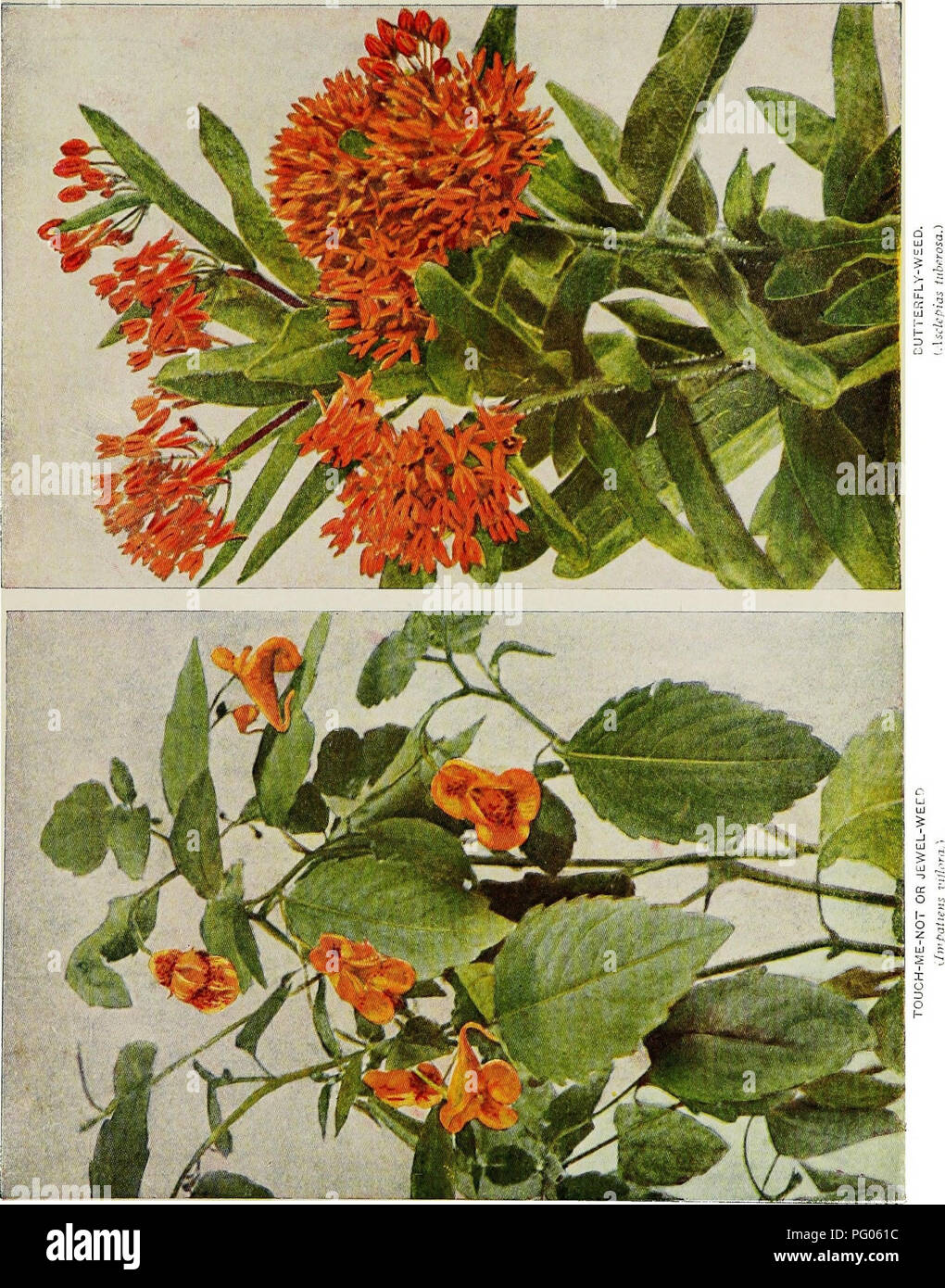 This book explores the relationship between wildflowers and their ...