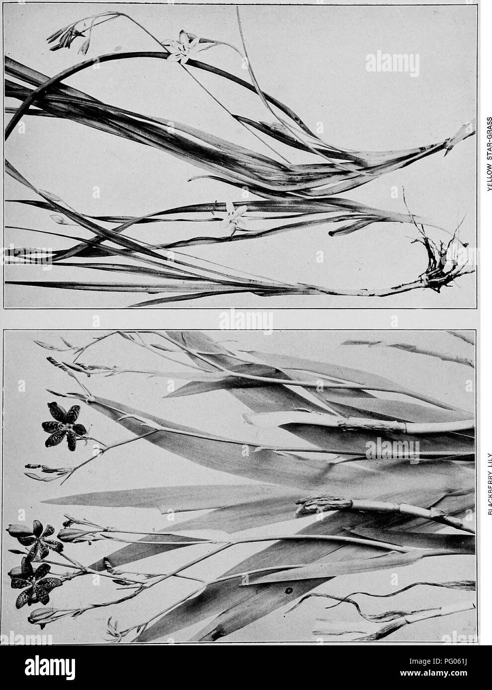 This Work Helps Readers Identify Wild Flowers And Their Relationships With Insect Pollinators