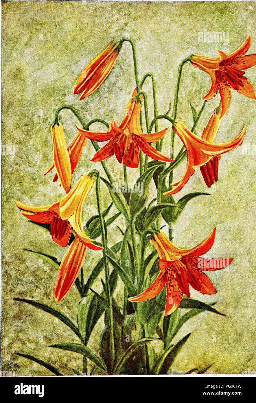 This botanical illustration focuses on wild yellow or Canadian lilies ...