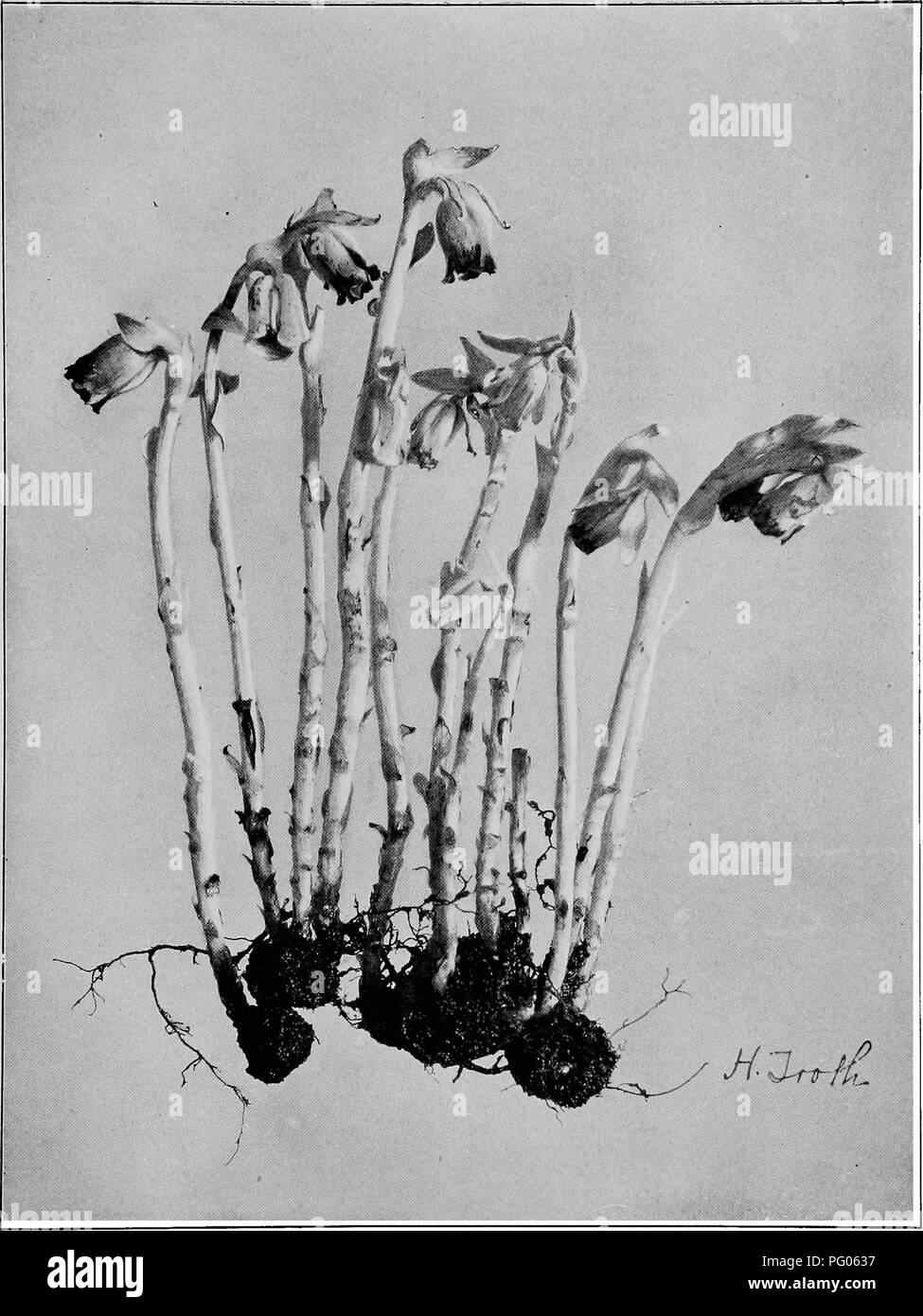 Translucent appearance Black and White Stock Photos & Images - Alamy