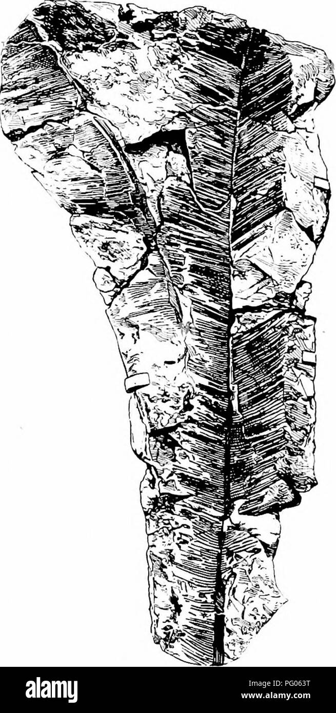 This guide presents fossilized plants, with a focus on ancient flora ...