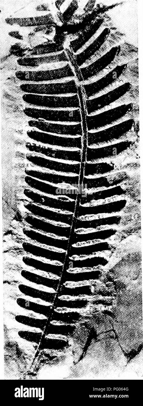 Lyellianum hi-res stock photography and images - Alamy