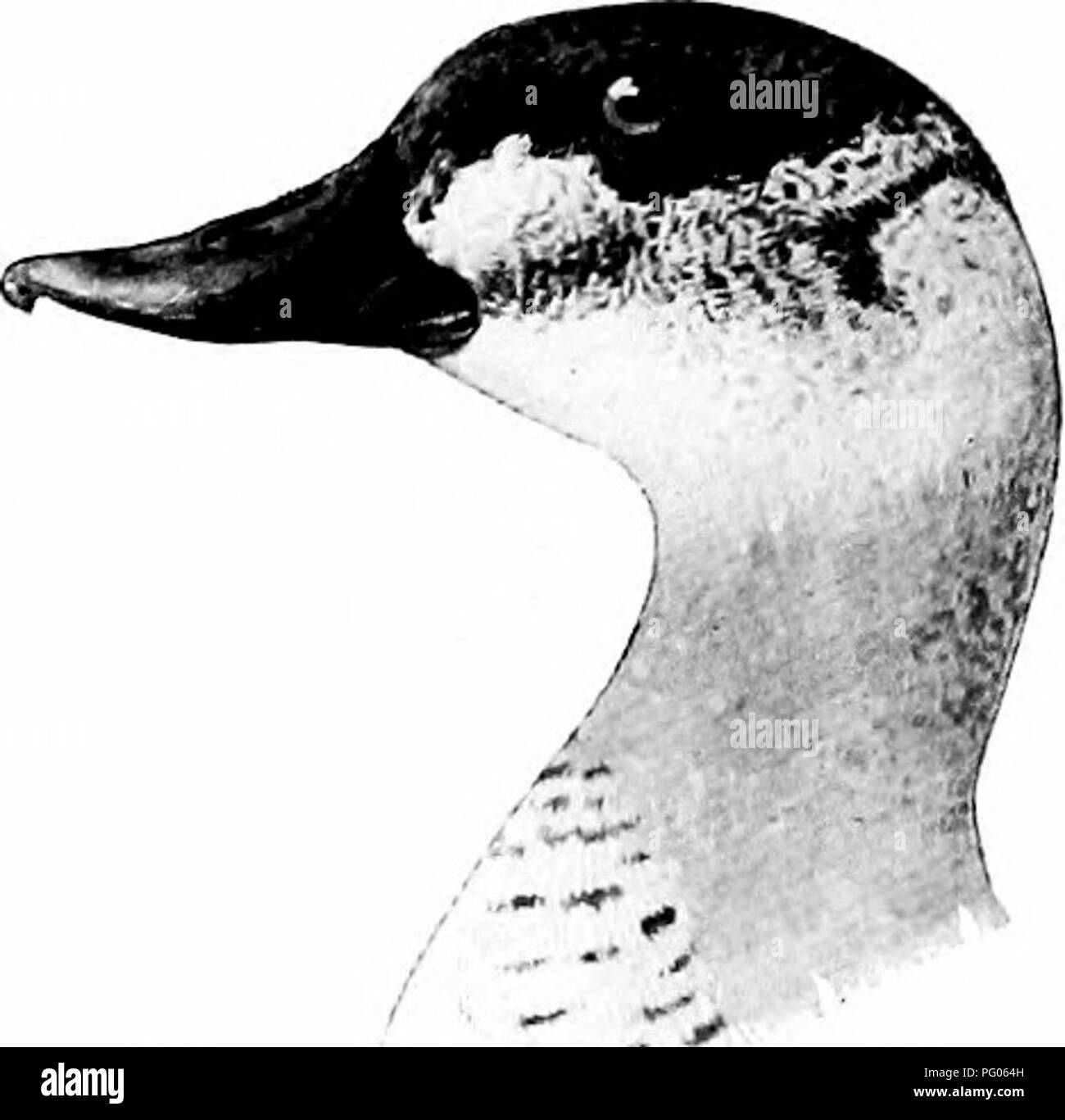 This guide provides identification details for ducks, geese, and swans of North America ...