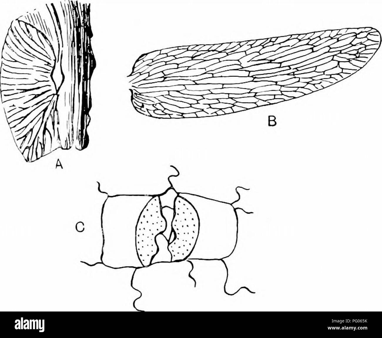 Stomata guard cells hi-res stock photography and images - Alamy