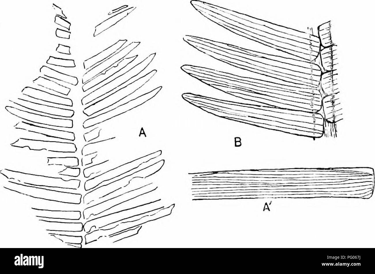 . Fossil plants : for students of botany and geology . Paleobotany. CH ...
