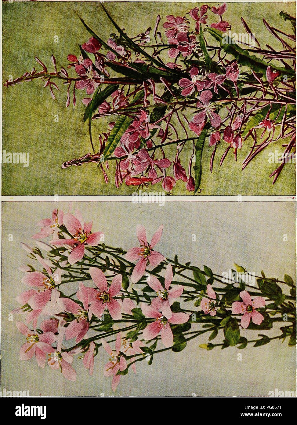 This guide to wildflowers and their insect visitors highlights the ...