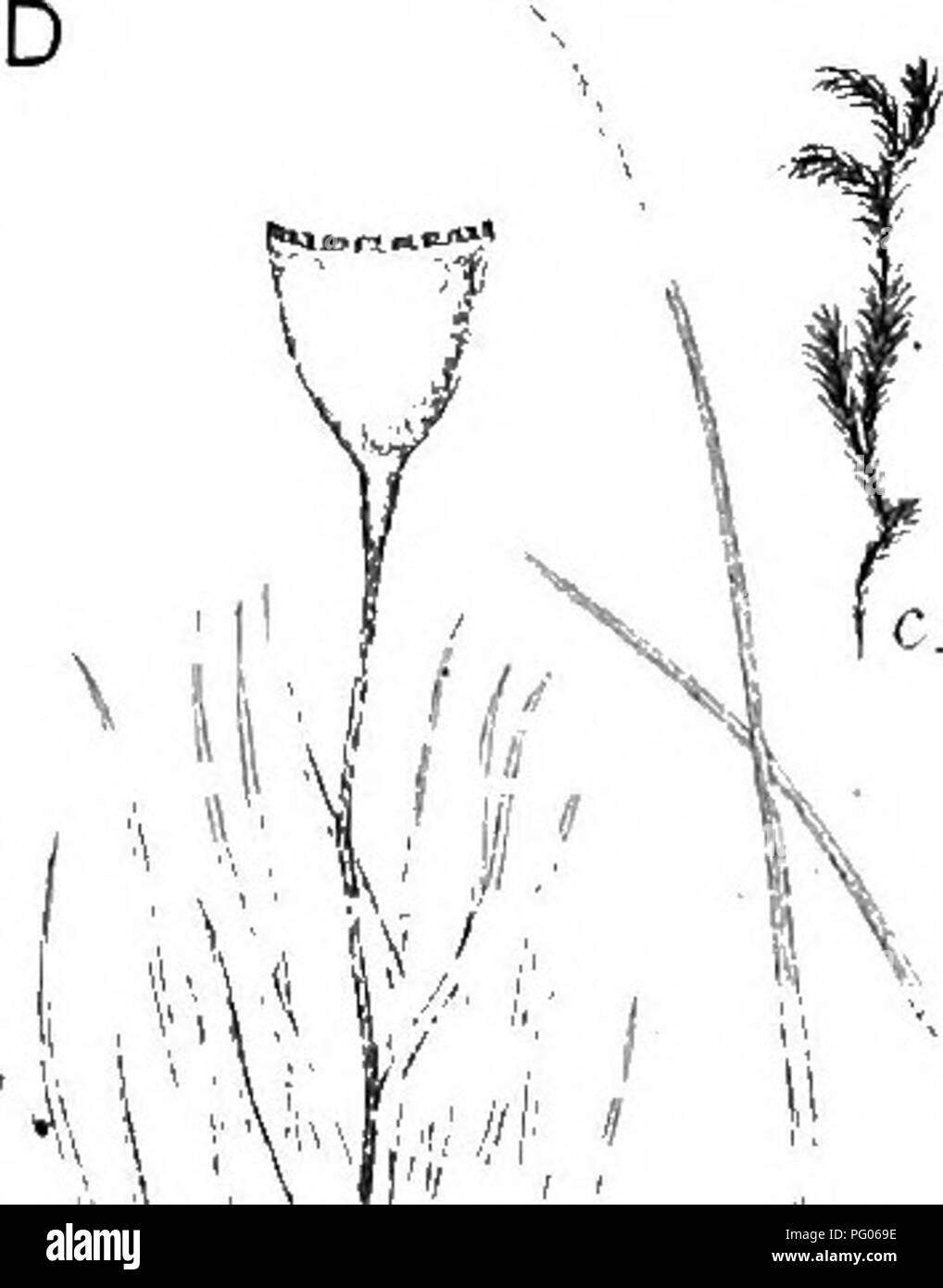 This work provides an in-depth study of mosses in Britain, featuring ...