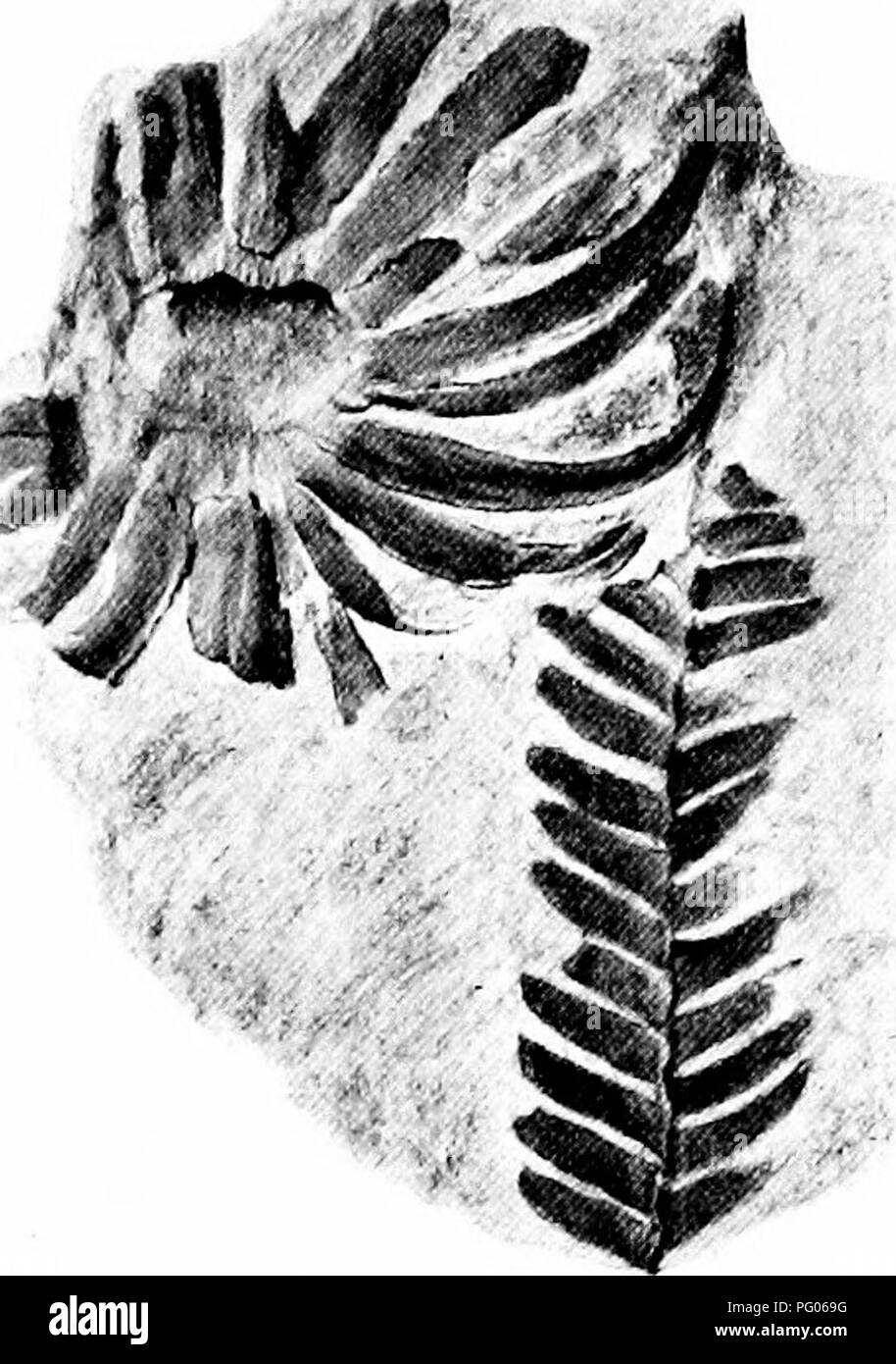 This text provides an overview of fossil plants, specifically for ...