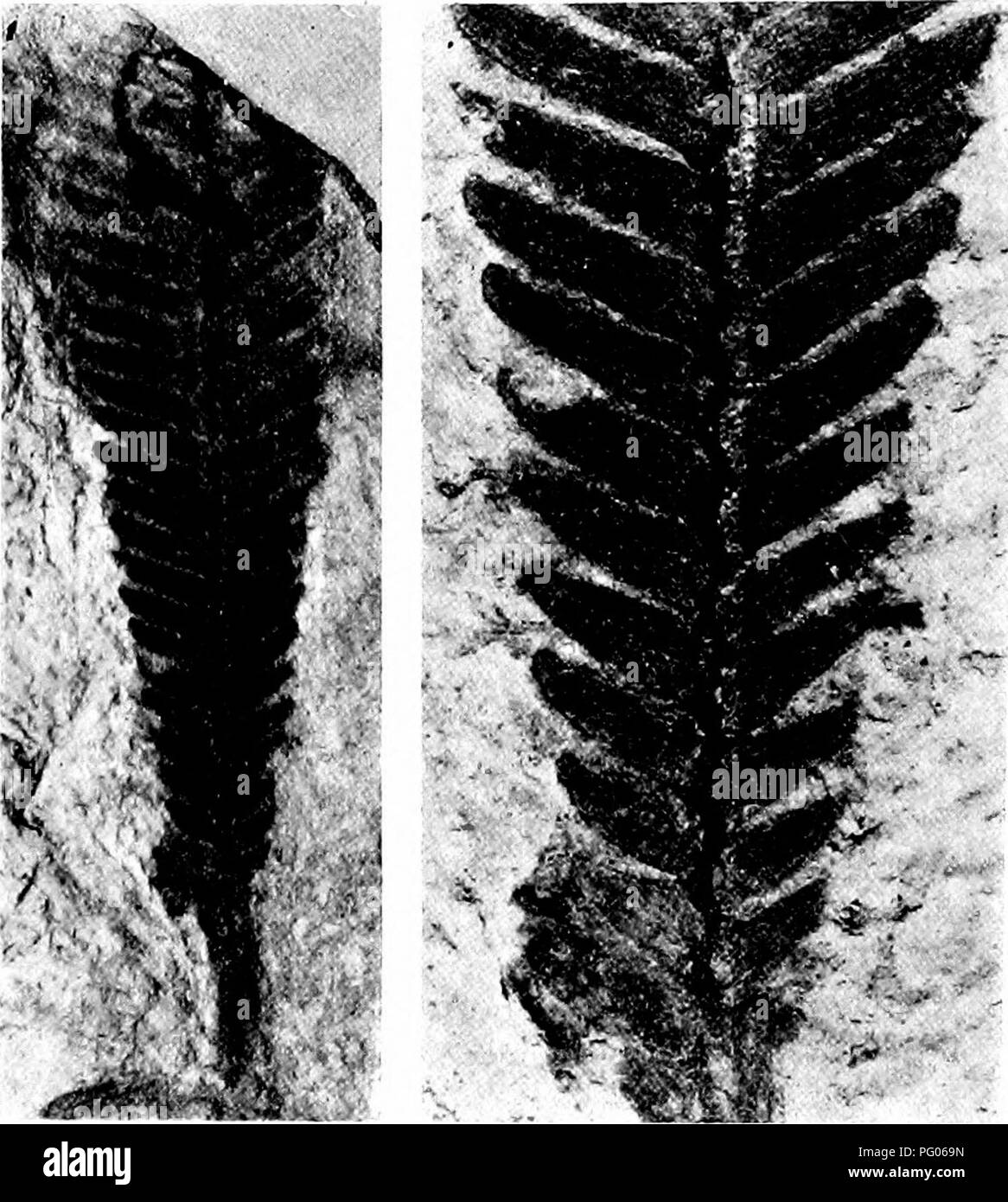 Fossil Varieties High Resolution Stock Photography and Images - Alamy