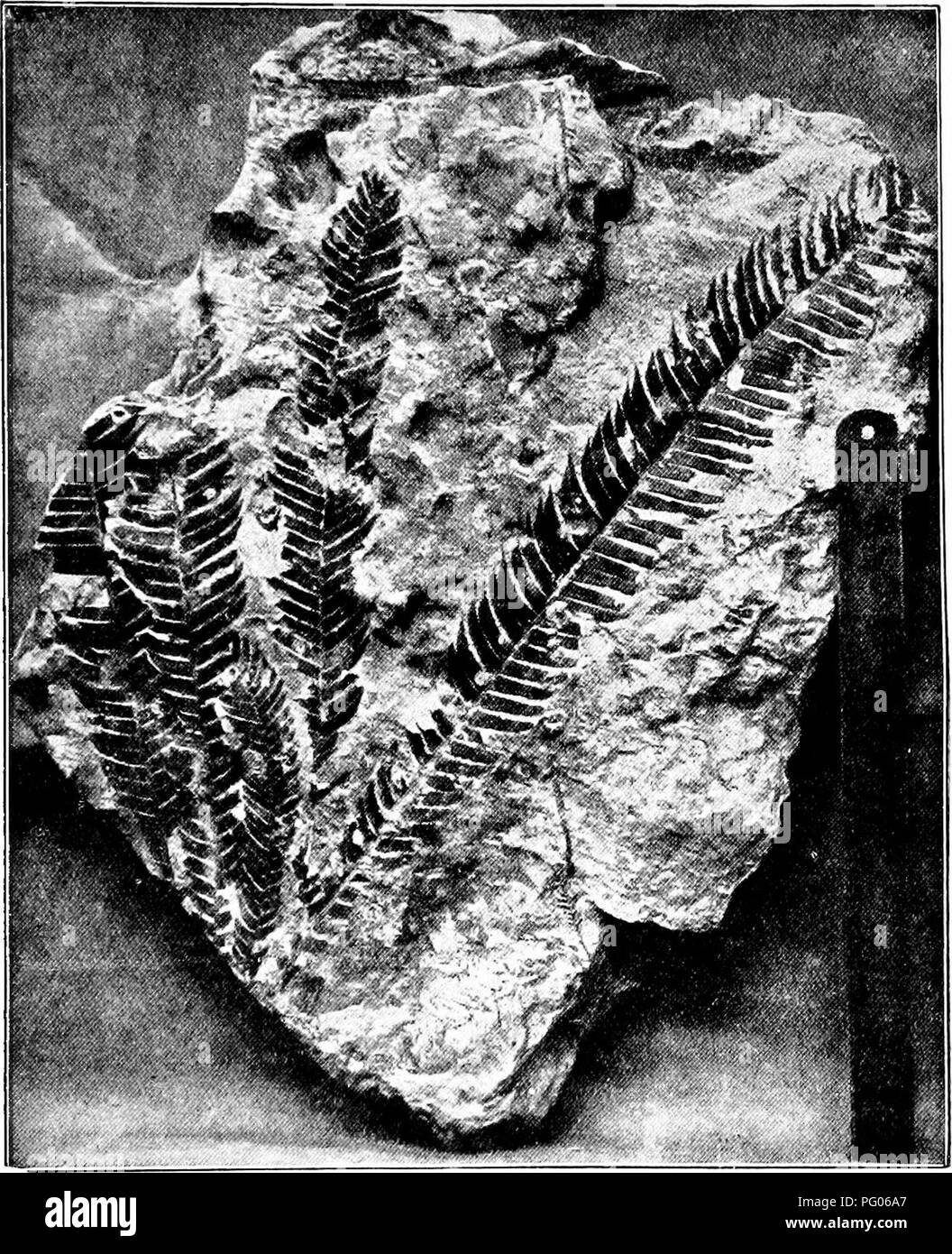 This paleobotanical study examines fossil plants, focusing on ...