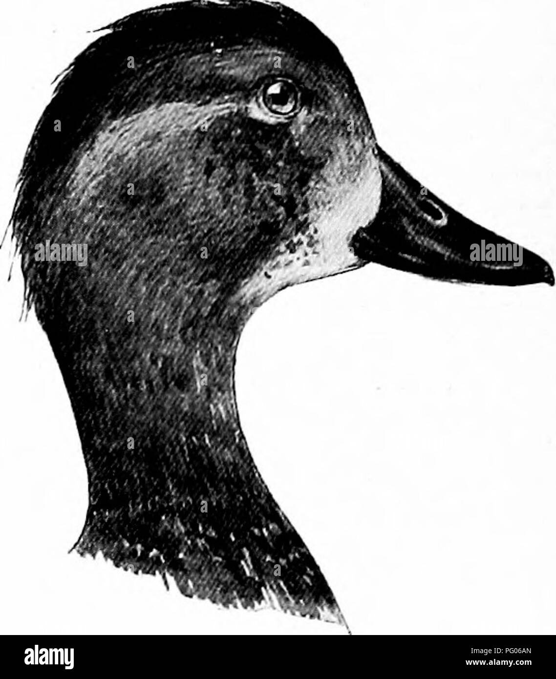This guide details North American ducks, geese, and swans, categorizing ...