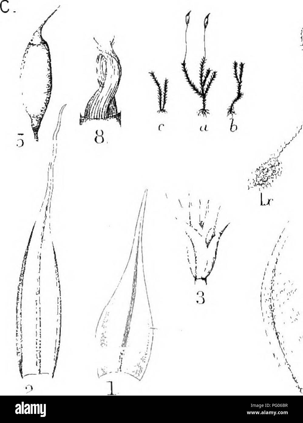 This botanical work provides a comprehensive study of moss species in ...