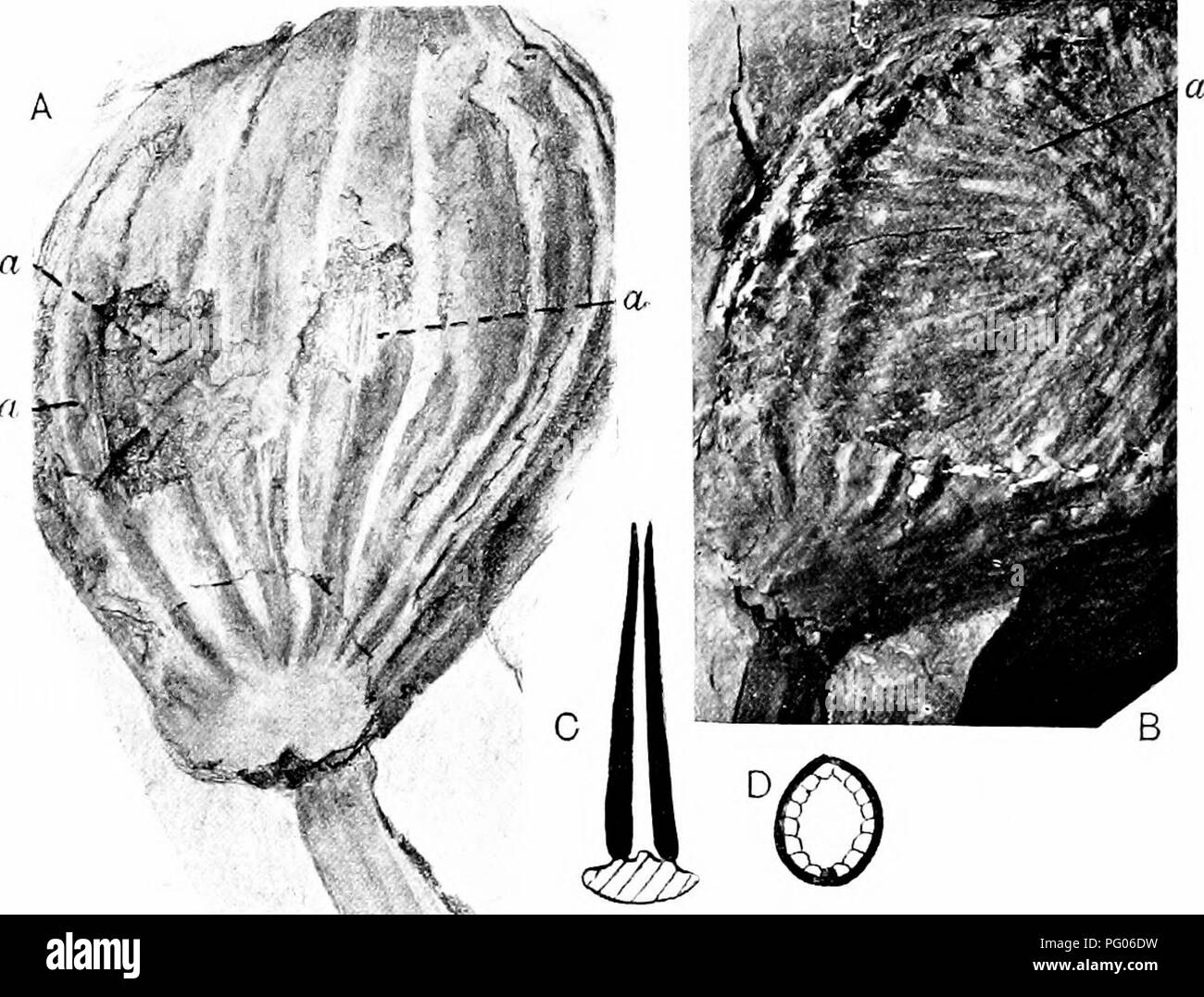 Oval leaf scars hi-res stock photography and images - Alamy