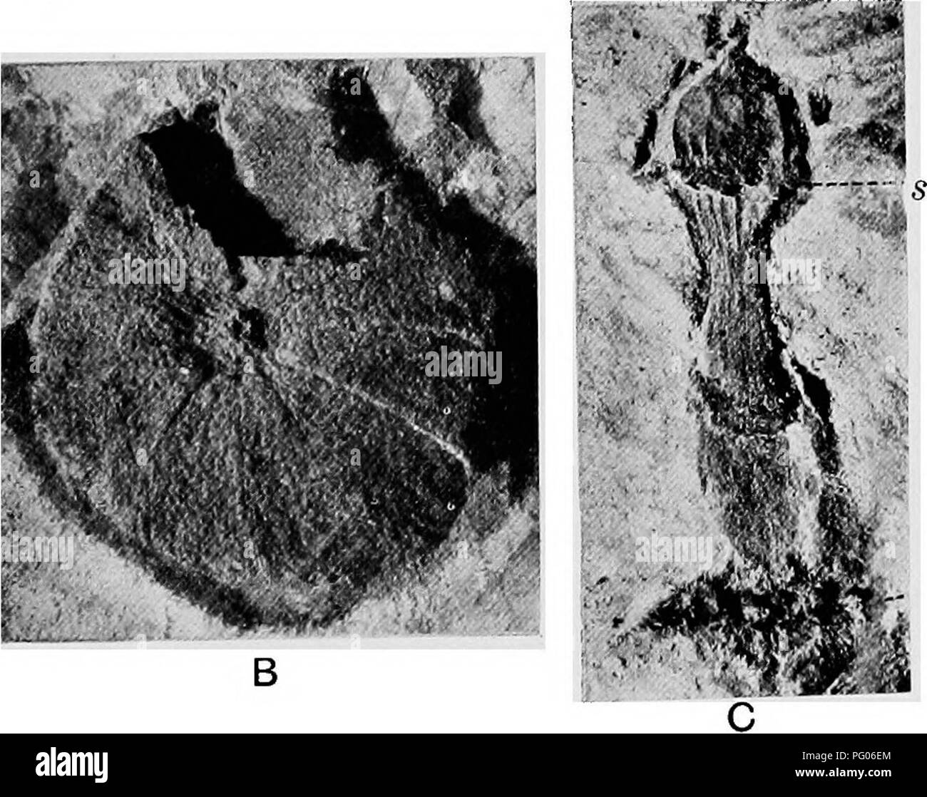 Two shallow grooves Black and White Stock Photos & Images - Alamy