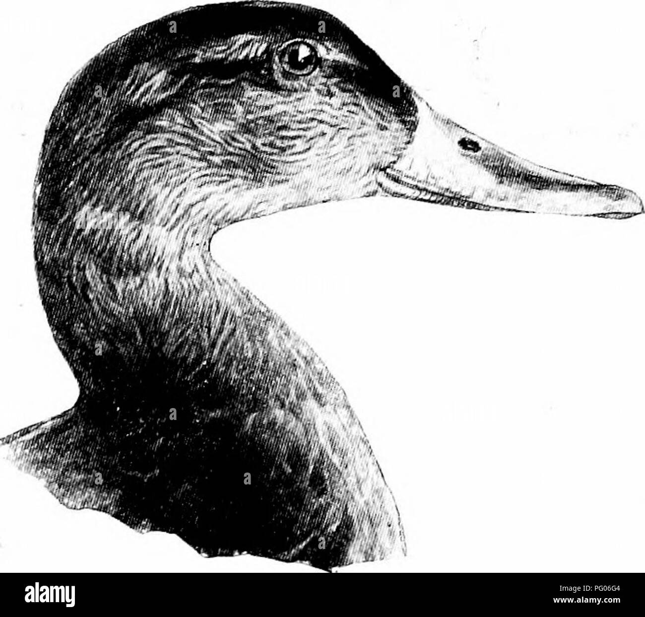 Northern hemisphere ducks hi-res stock photography and images - Alamy