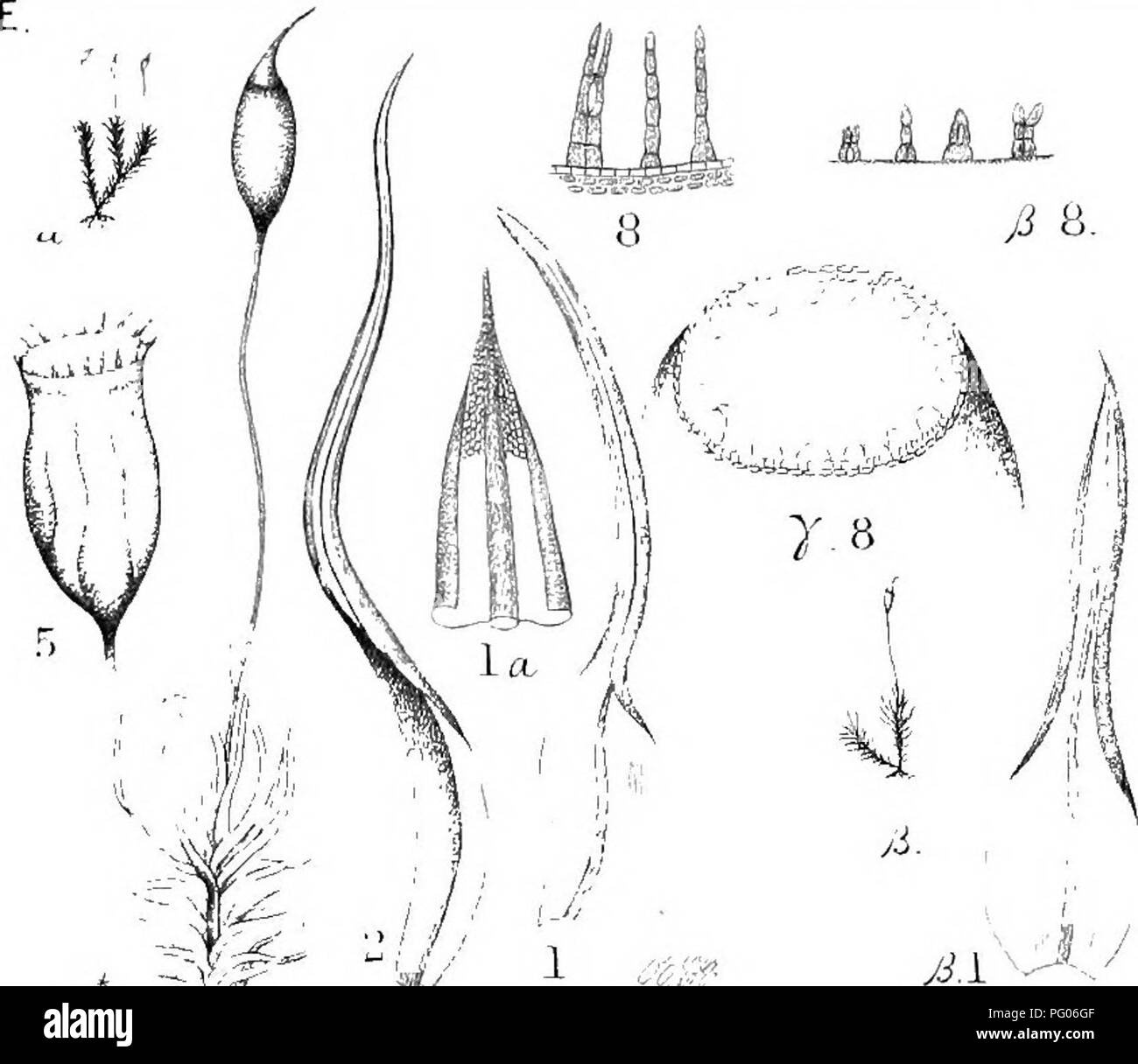 This guide provides a comprehensive overview of British moss species ...